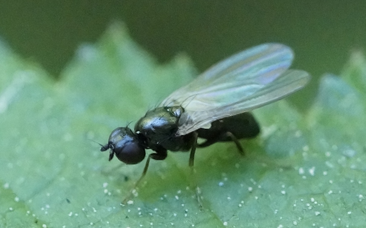 Diptera.info - Discussion Forum: Family and genus? => Chamaepsila nigra ...