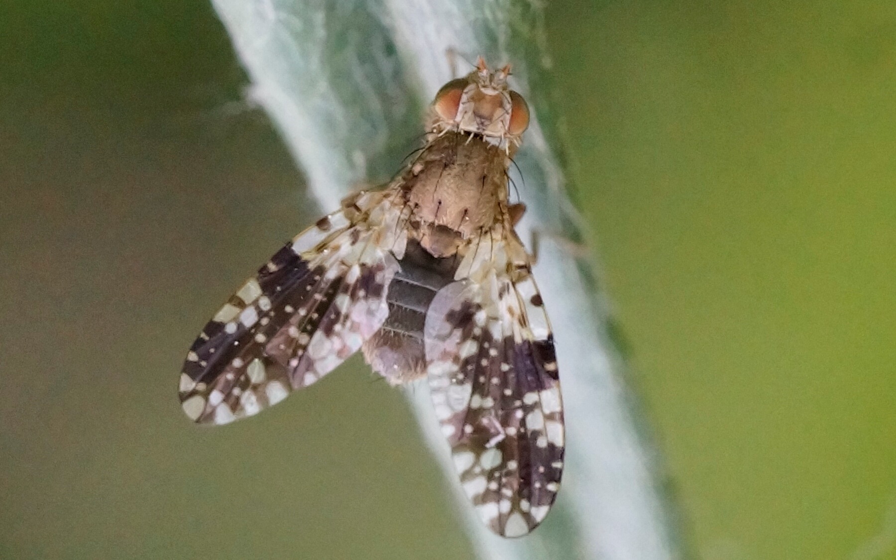 Diptera.info - Discussion Forum: Tephritidae => Tephritis cf. leontodontis