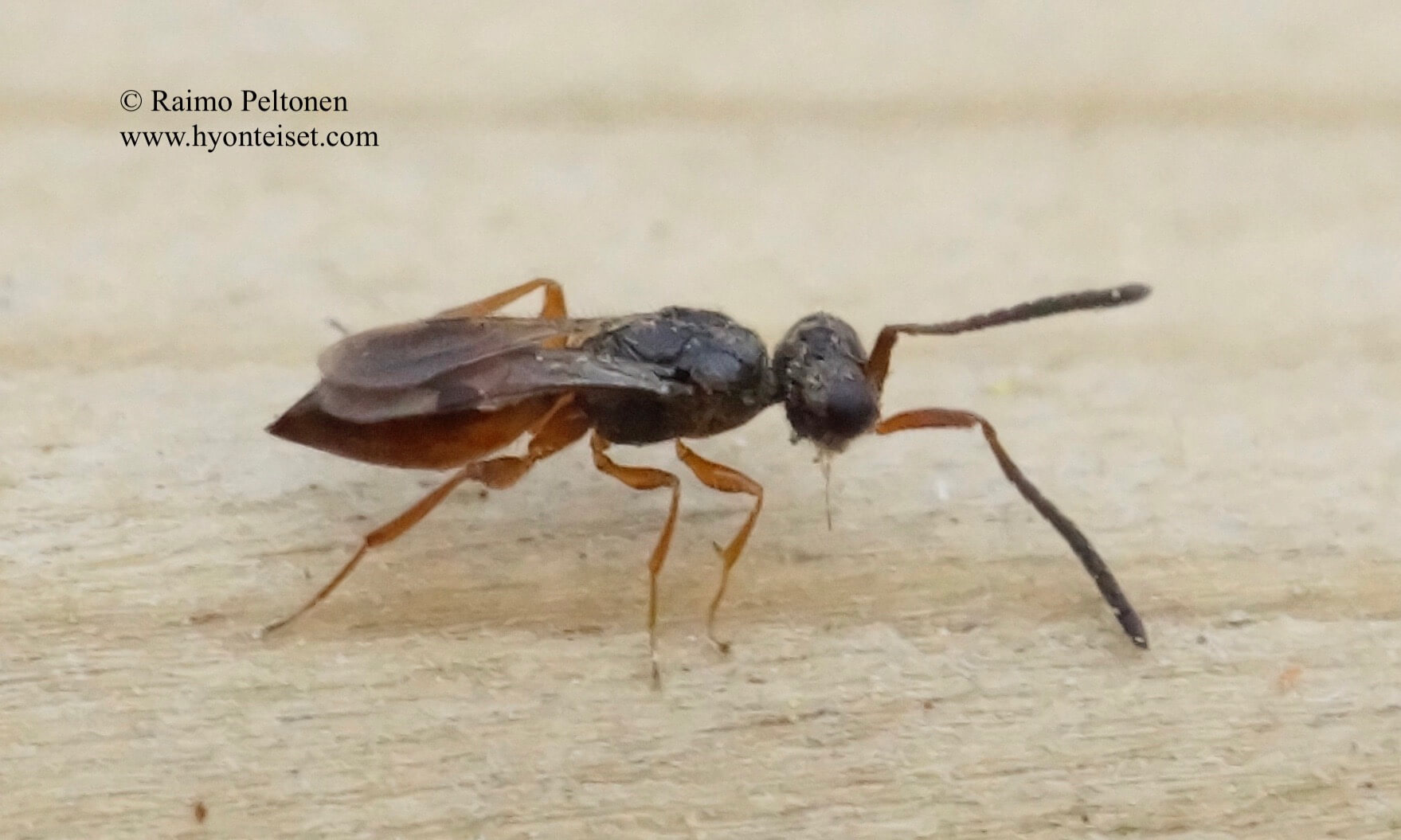 Megaspilidae sp. 2 – HYÖNTEISKUVASTO