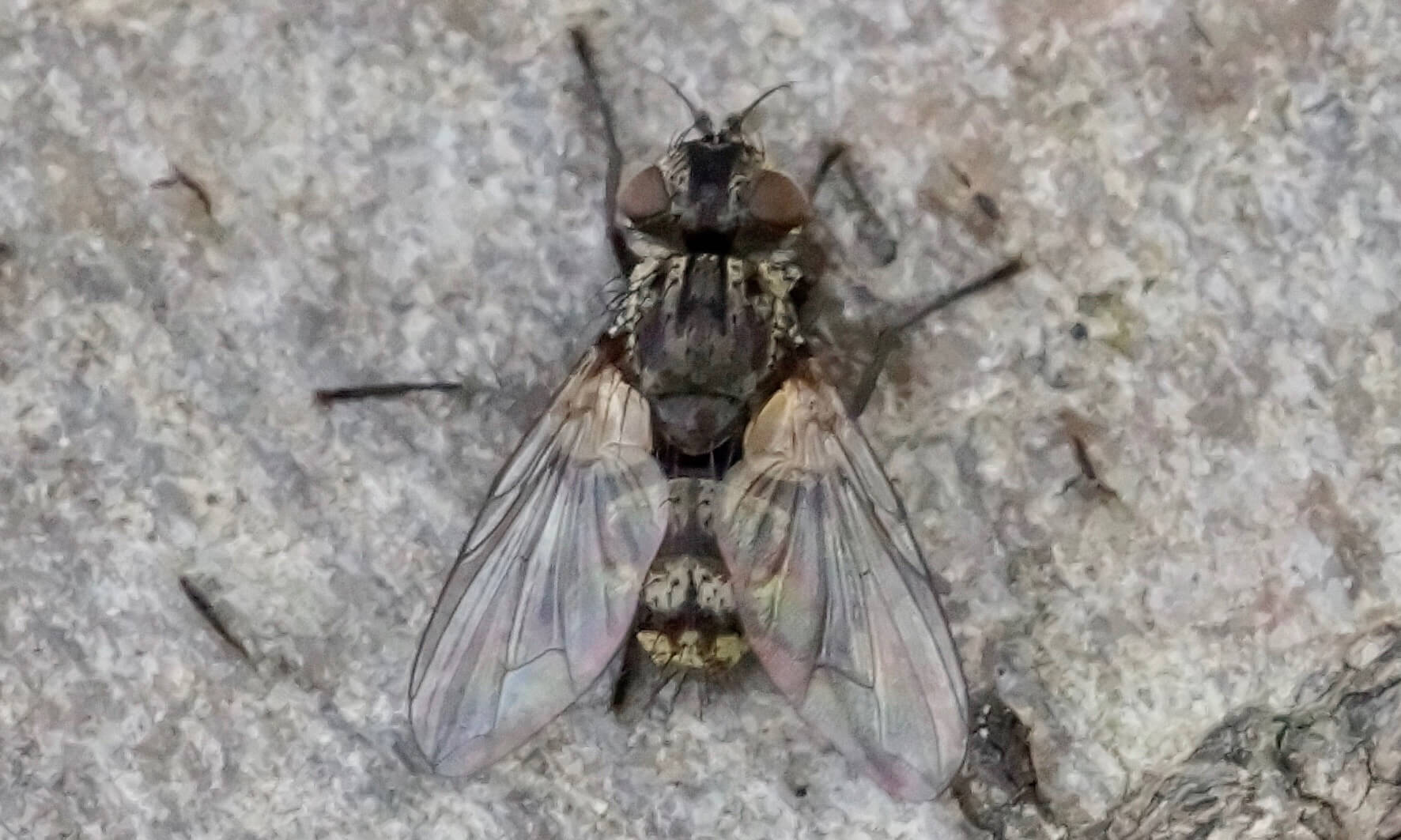 Diptera.info - Discussion Forum: Botria subalpina? => cf. Cyzenis sp.