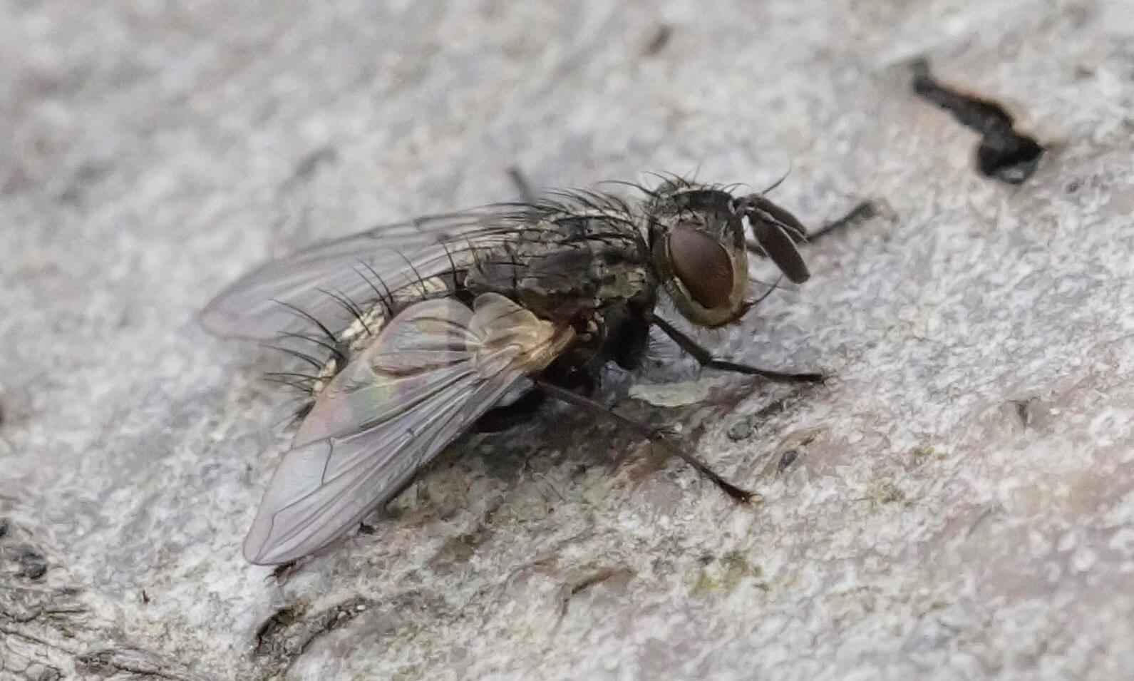 Diptera.info - Discussion Forum: Botria subalpina? => cf. Cyzenis sp.