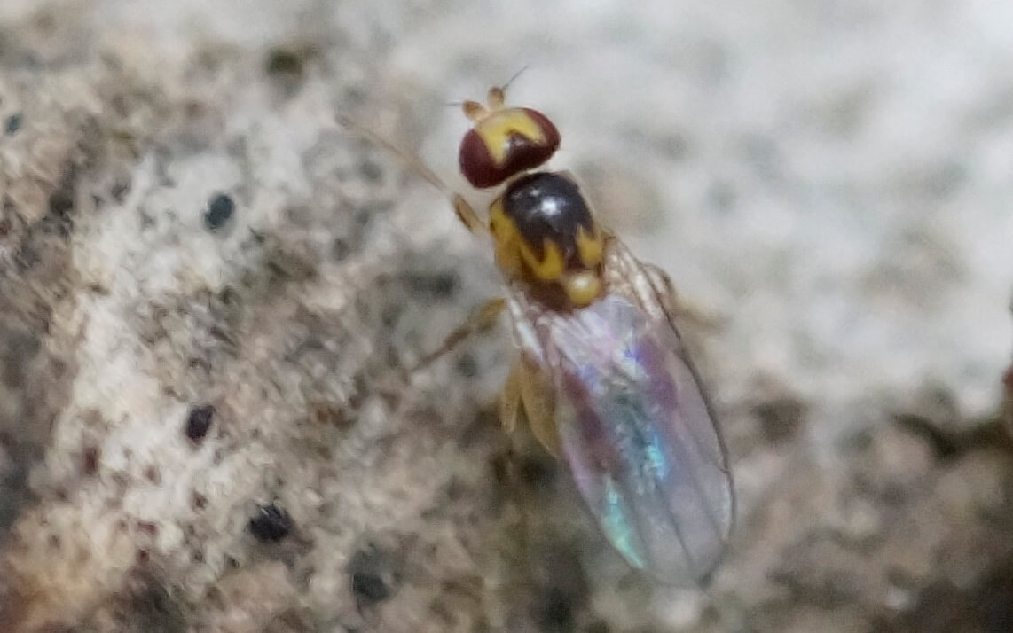 Diptera.info - Discussion Forum: Chloropidae: Gaurax sp.?