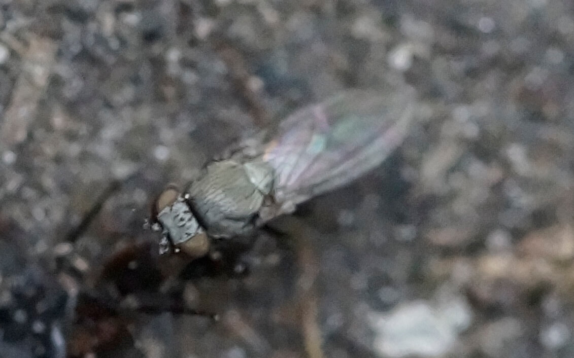 Diptera.info - Discussion Forum: Ephydridae => tribe Discocerini