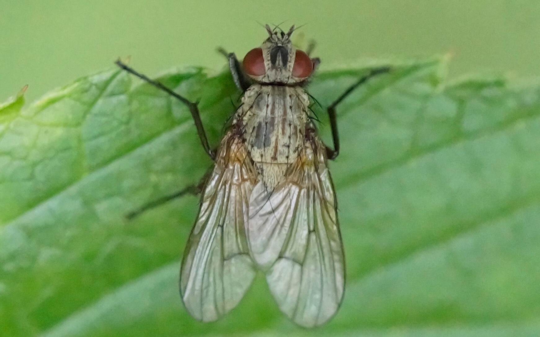 Diptera.info - Discussion Forum: Muscidae 2? => Helina sp.
