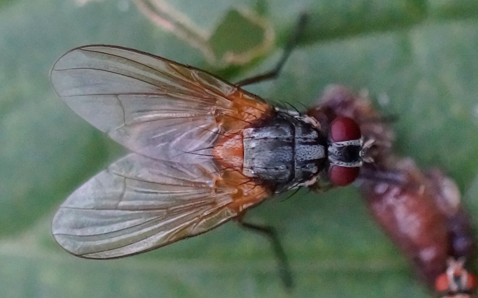 Diptera.info - Discussion Forum: Muscidae 2 => Mydaea cf. humeralis