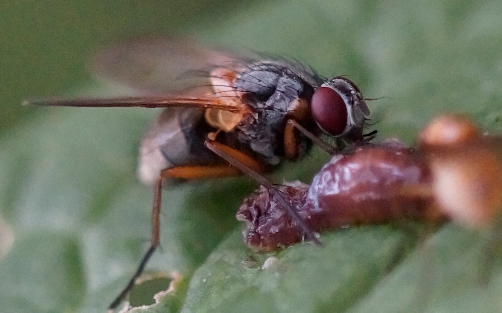 Diptera.info - Discussion Forum: Muscidae 2 => Mydaea cf. humeralis
