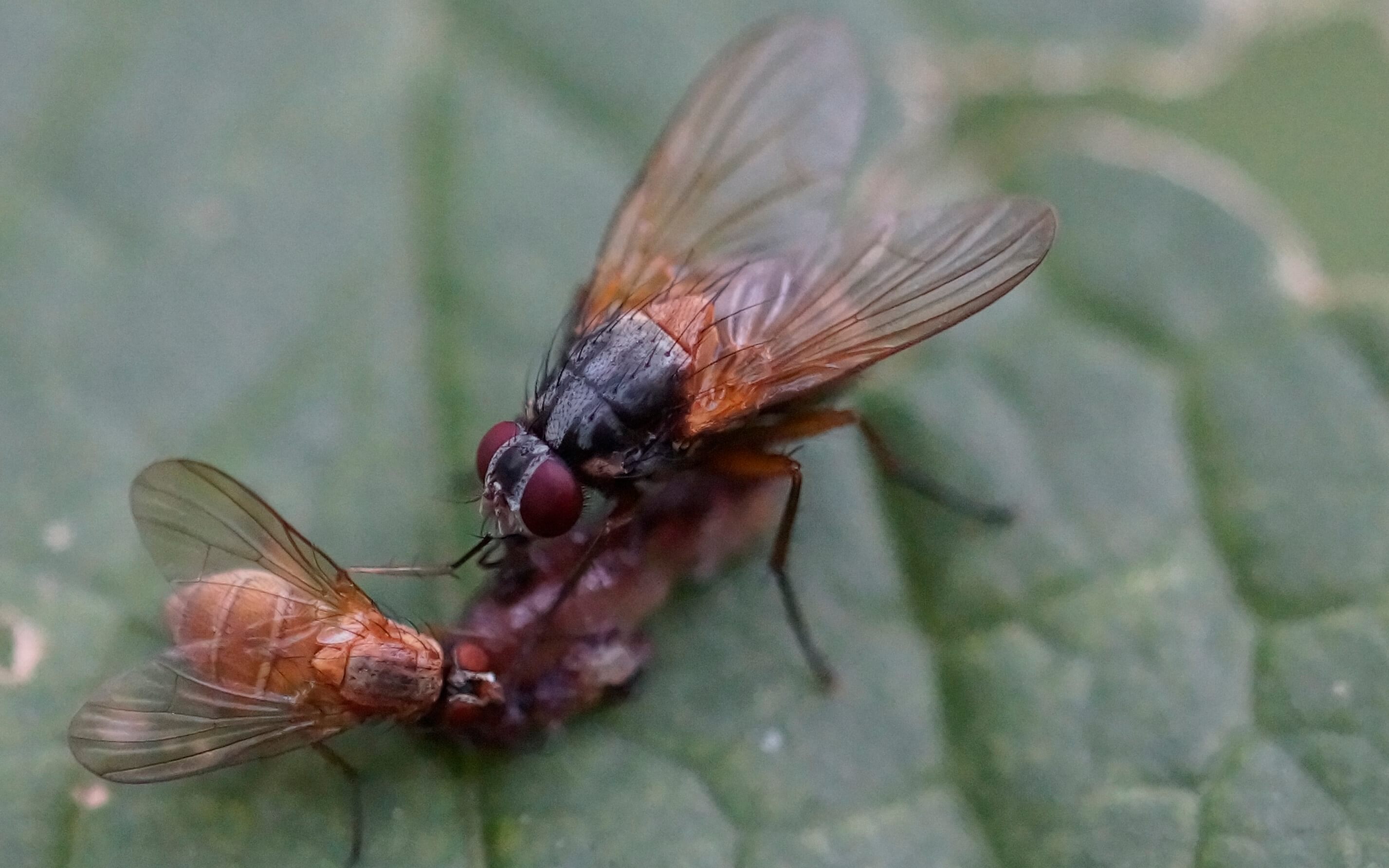 Diptera.info - Discussion Forum: Muscidae 2 => Mydaea cf. humeralis