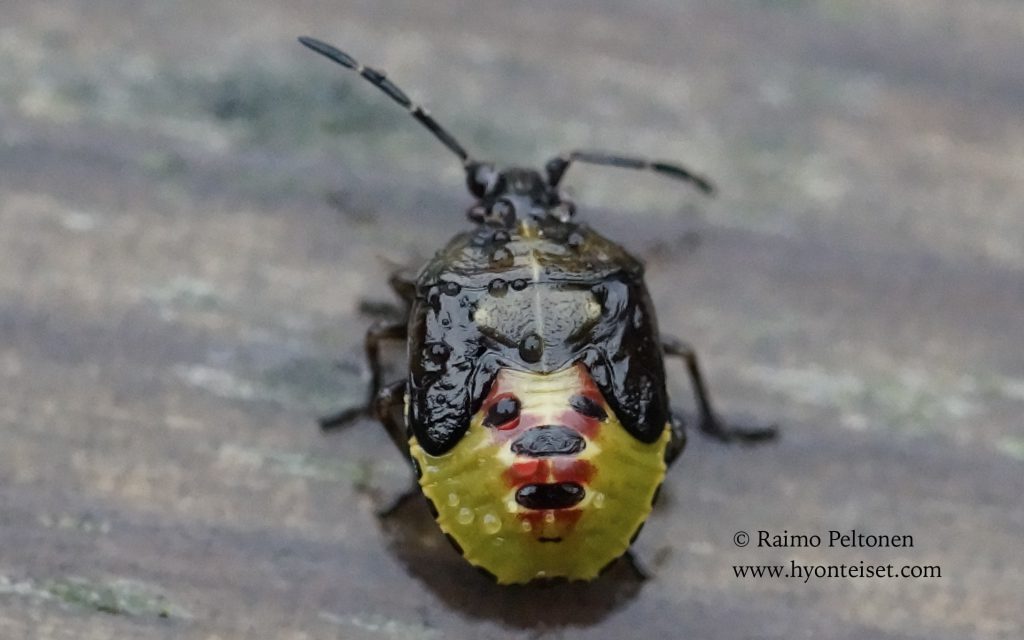 HETEROPTERA-luteet – HYÖNTEISKUVASTO