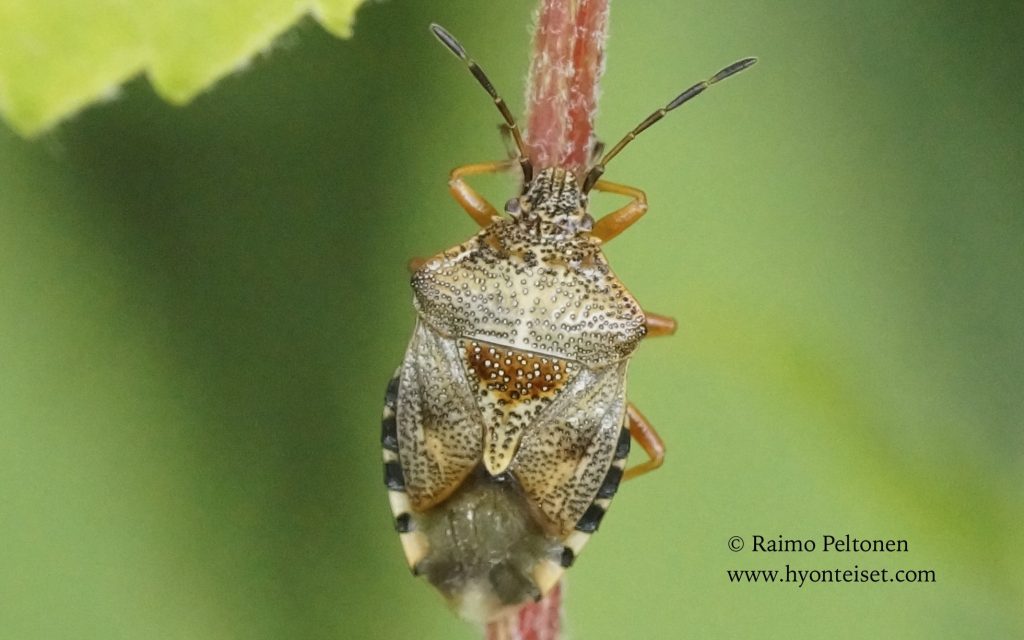 HETEROPTERA-luteet – HYÖNTEISKUVASTO