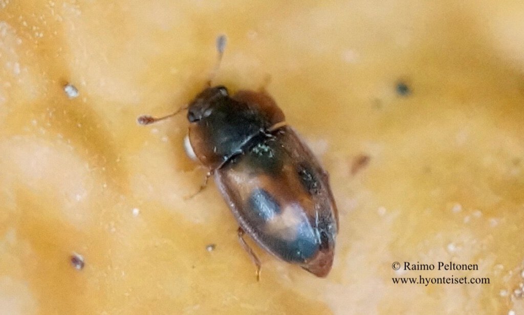 Epuraea biguttata – HYÖNTEISKUVASTO