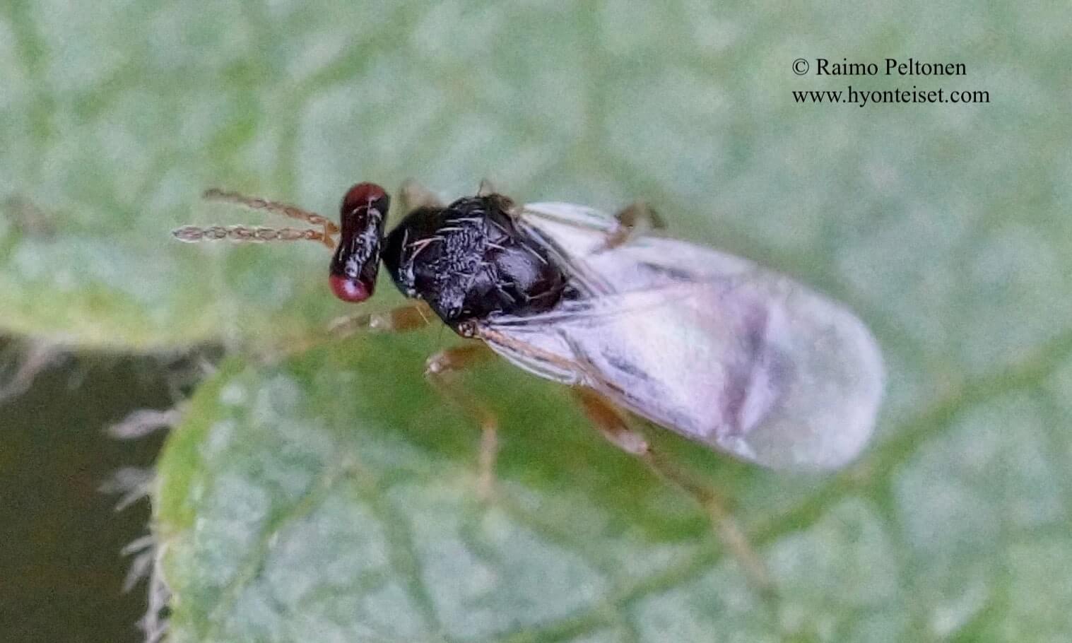 Eulophidae: Euplectrus sp. 1 – HYÖNTEISKUVASTO