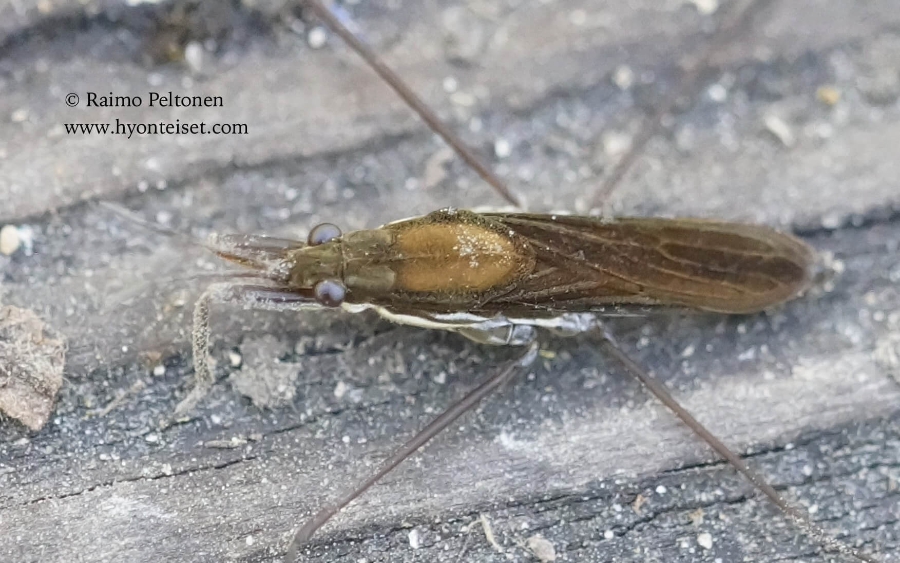 Gerris lateralis 2 – HYÖNTEISKUVASTO