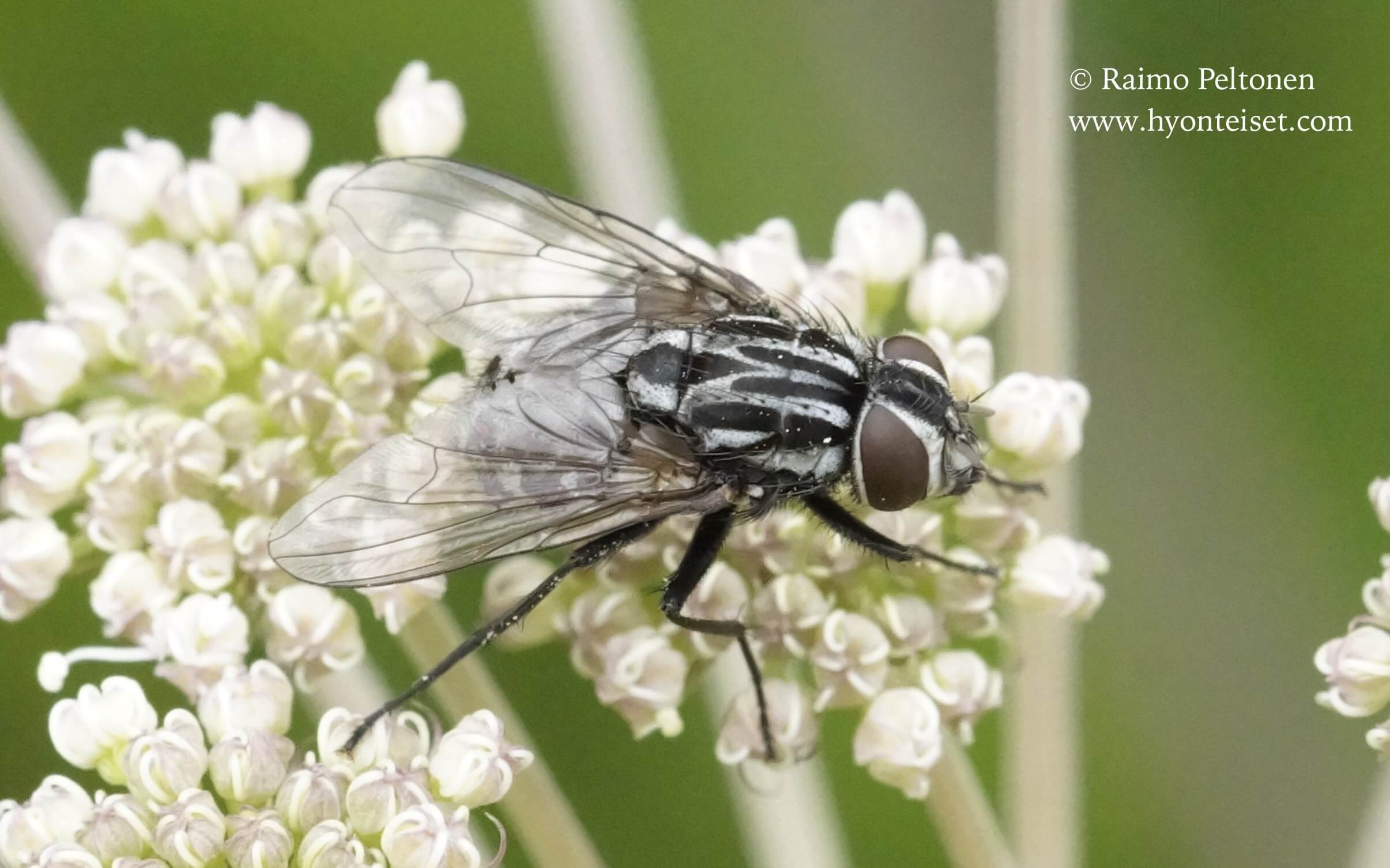 Graphomya cf. minor – HYÖNTEISKUVASTO