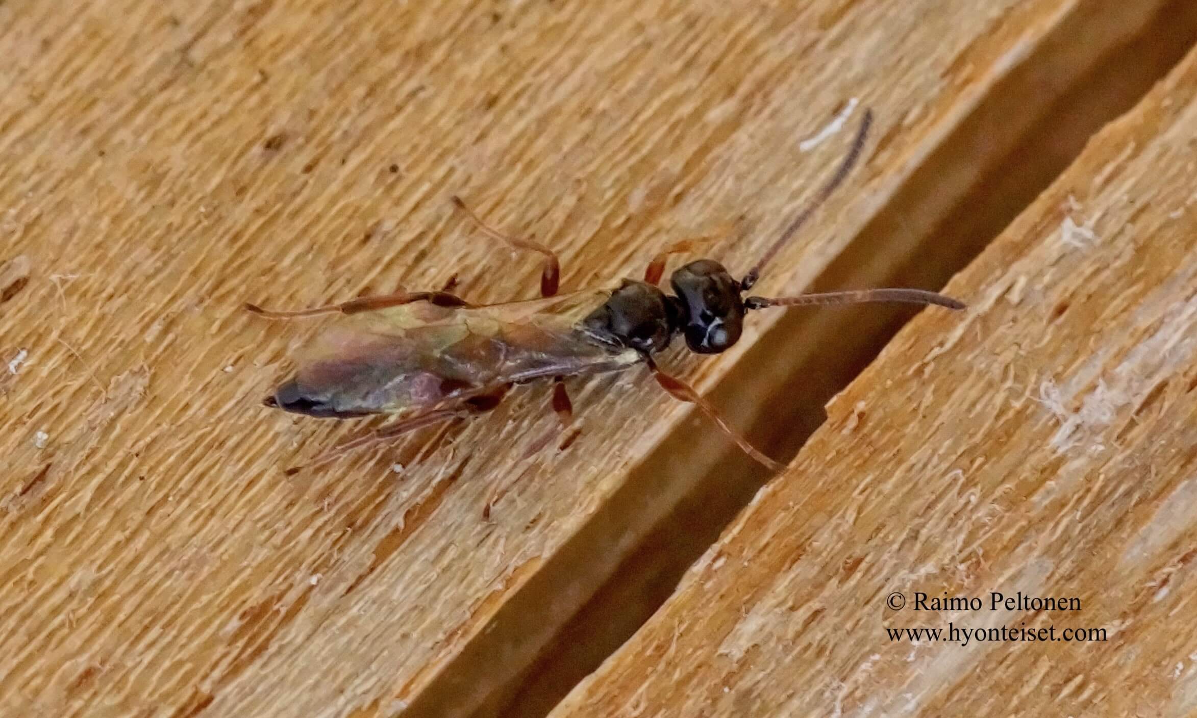 Ichneumoninae, tribus Phaeogenini 1 – HYÖNTEISKUVASTO