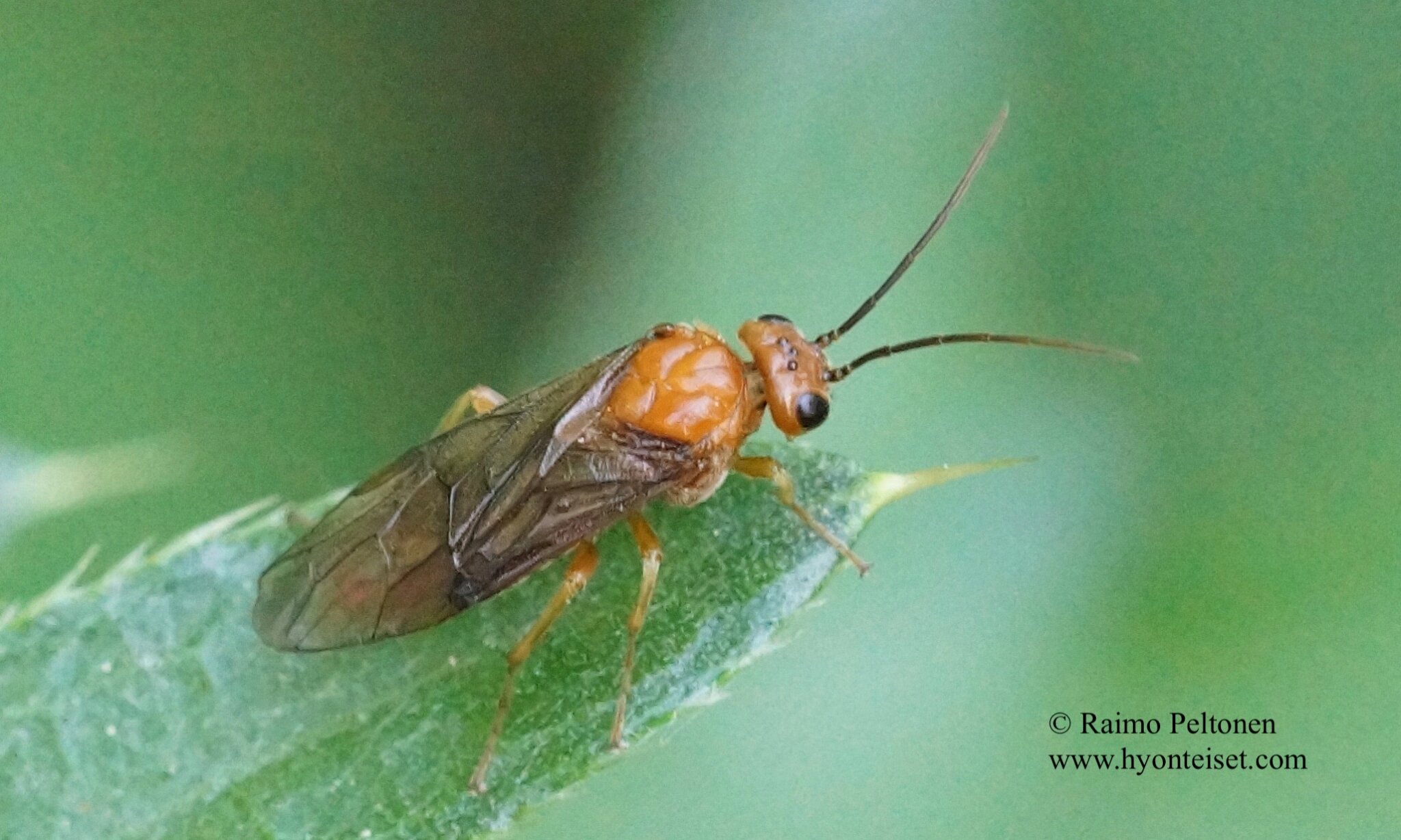Nematinus luteus/steini – HYÖNTEISKUVASTO