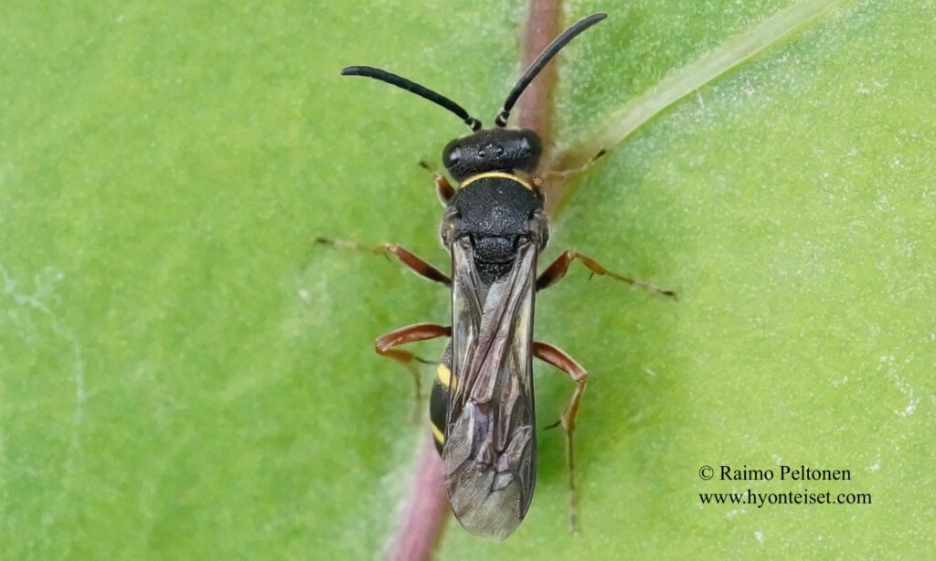 Nysson spinosus 1 – HYÖNTEISKUVASTO