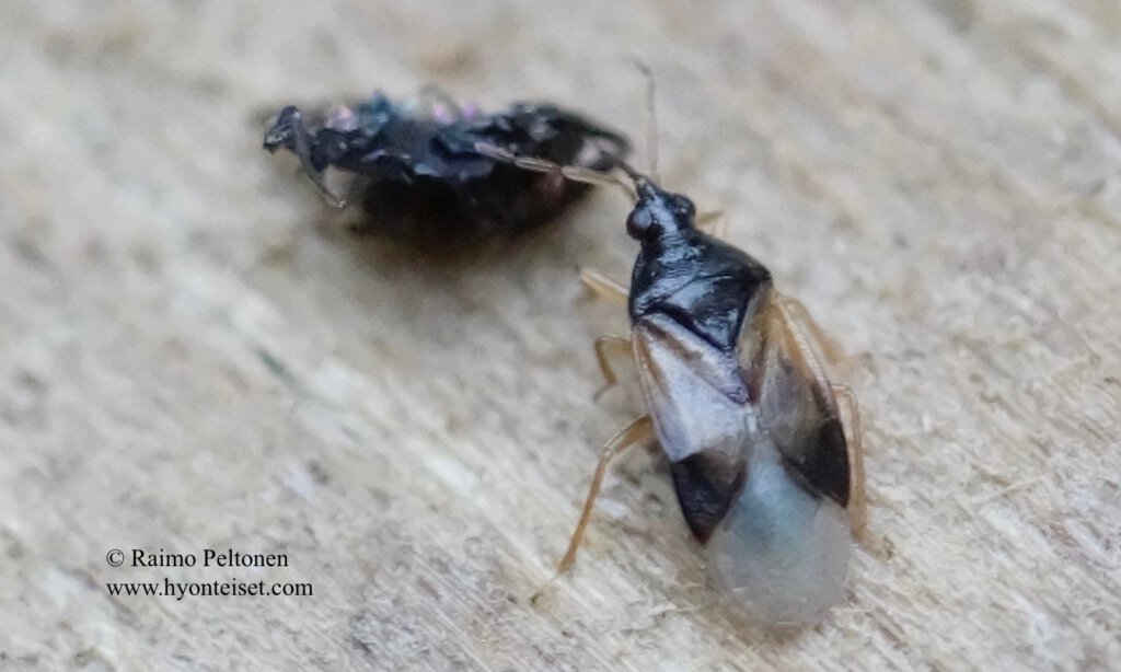 HETEROPTERA-luteet – HYÖNTEISKUVASTO