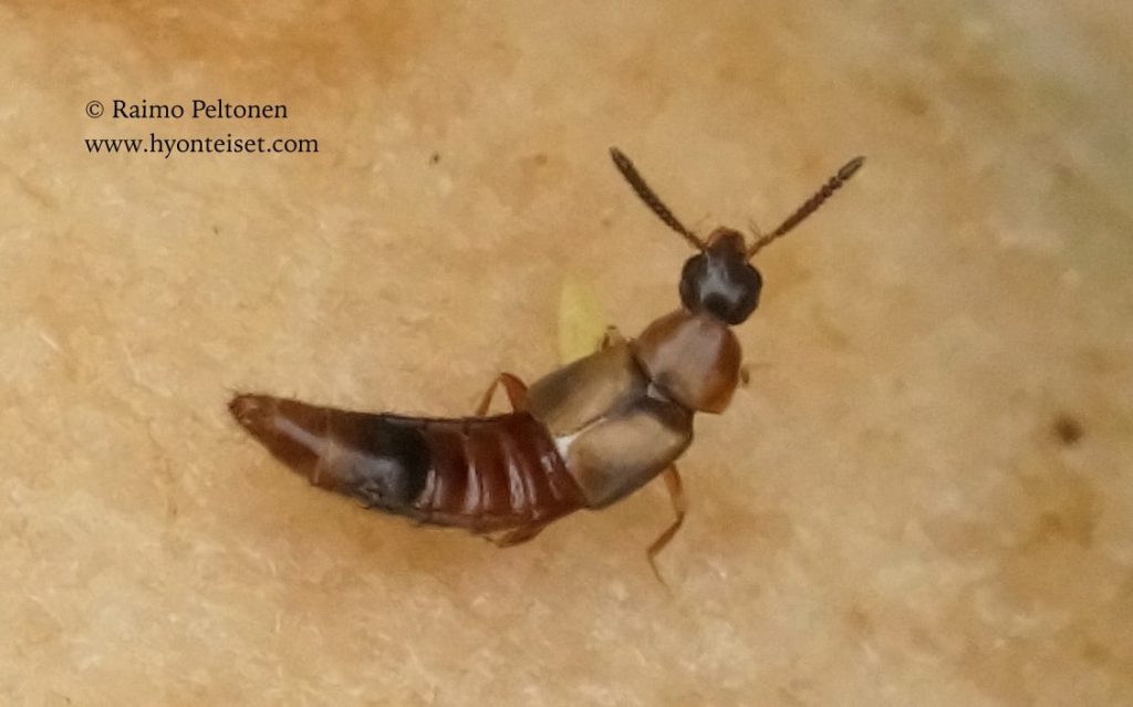 Oxypoda alternans 1 – HYÖNTEISKUVASTO