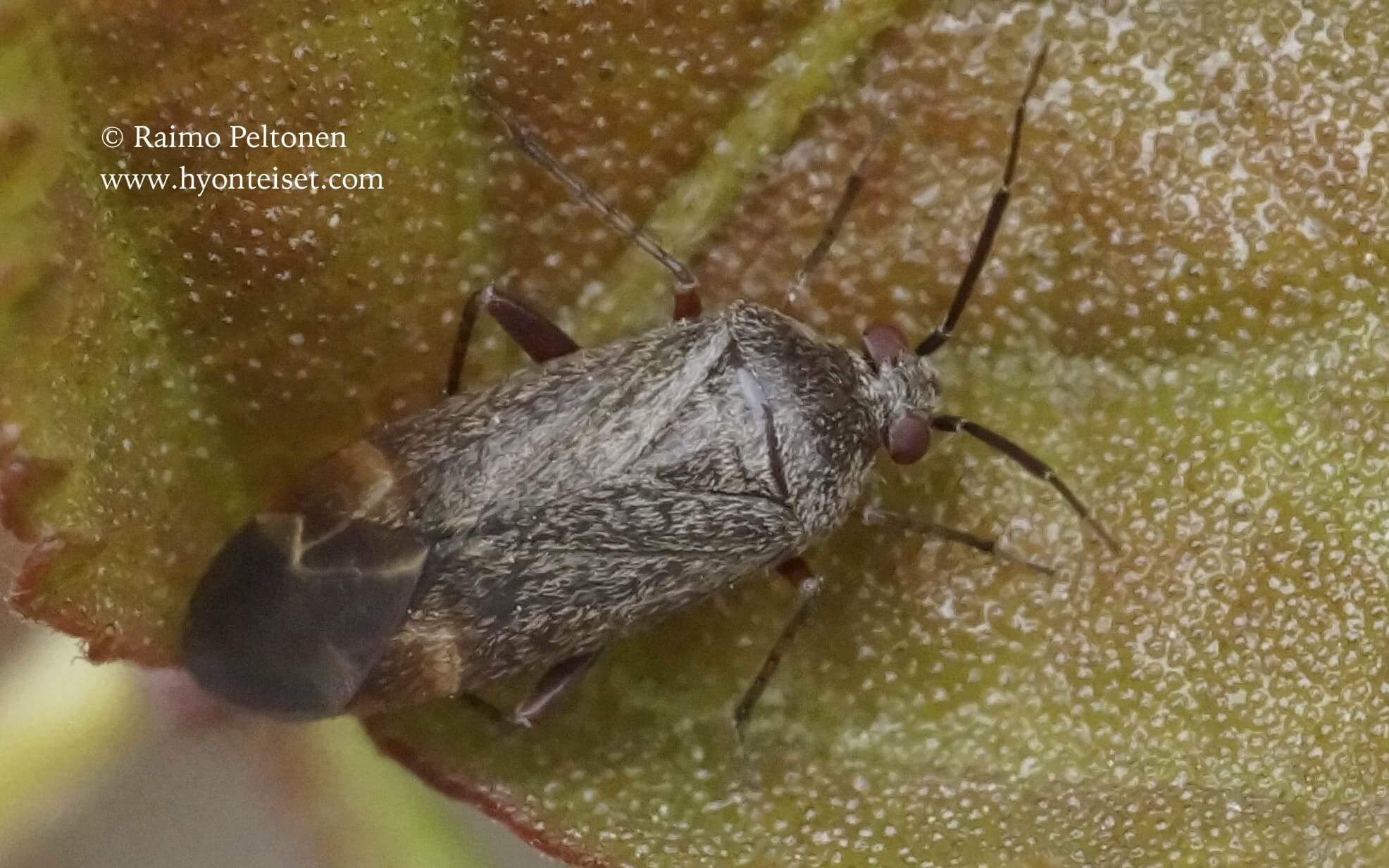 Psallus betuleti 2 – HYÖNTEISKUVASTO