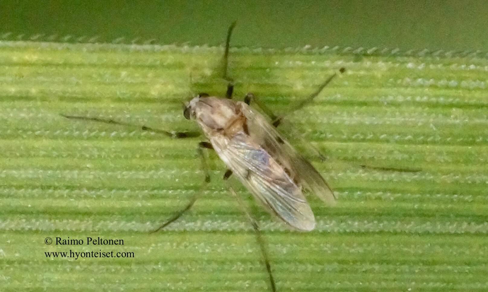 Procladius sp. 2 – HYÖNTEISKUVASTO