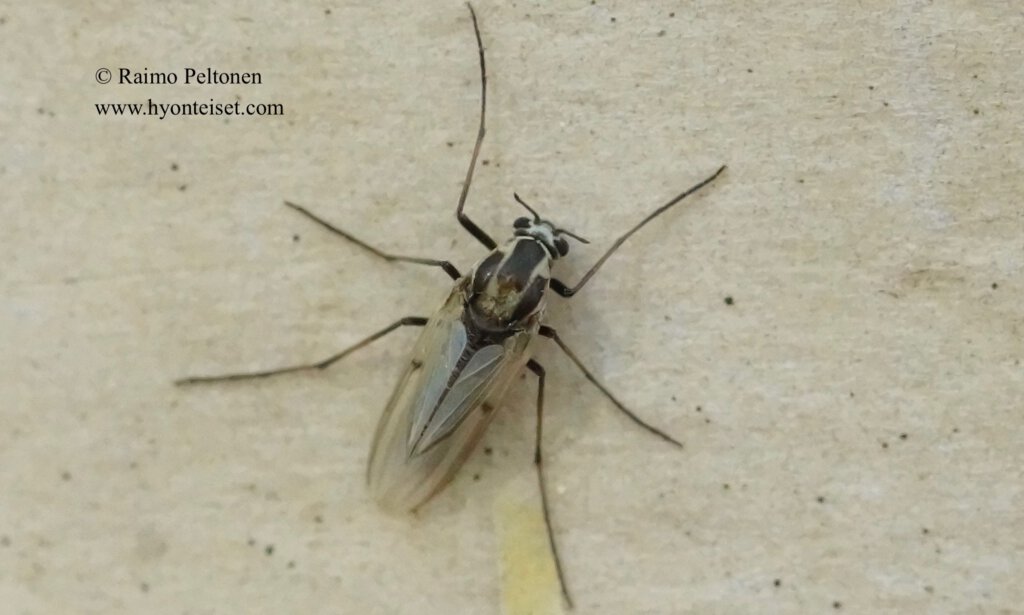 Procladius sp. 1 – HYÖNTEISKUVASTO