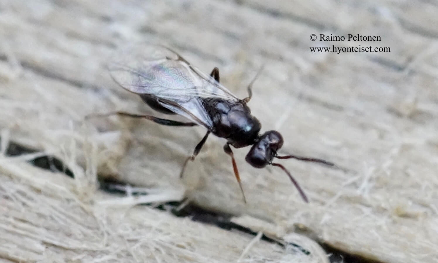Pteromalidae: Asaphes vulgaris 1 – HYÖNTEISKUVASTO