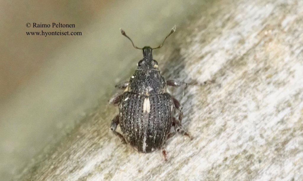 Rhinoncus leucostigma – HYÖNTEISKUVASTO