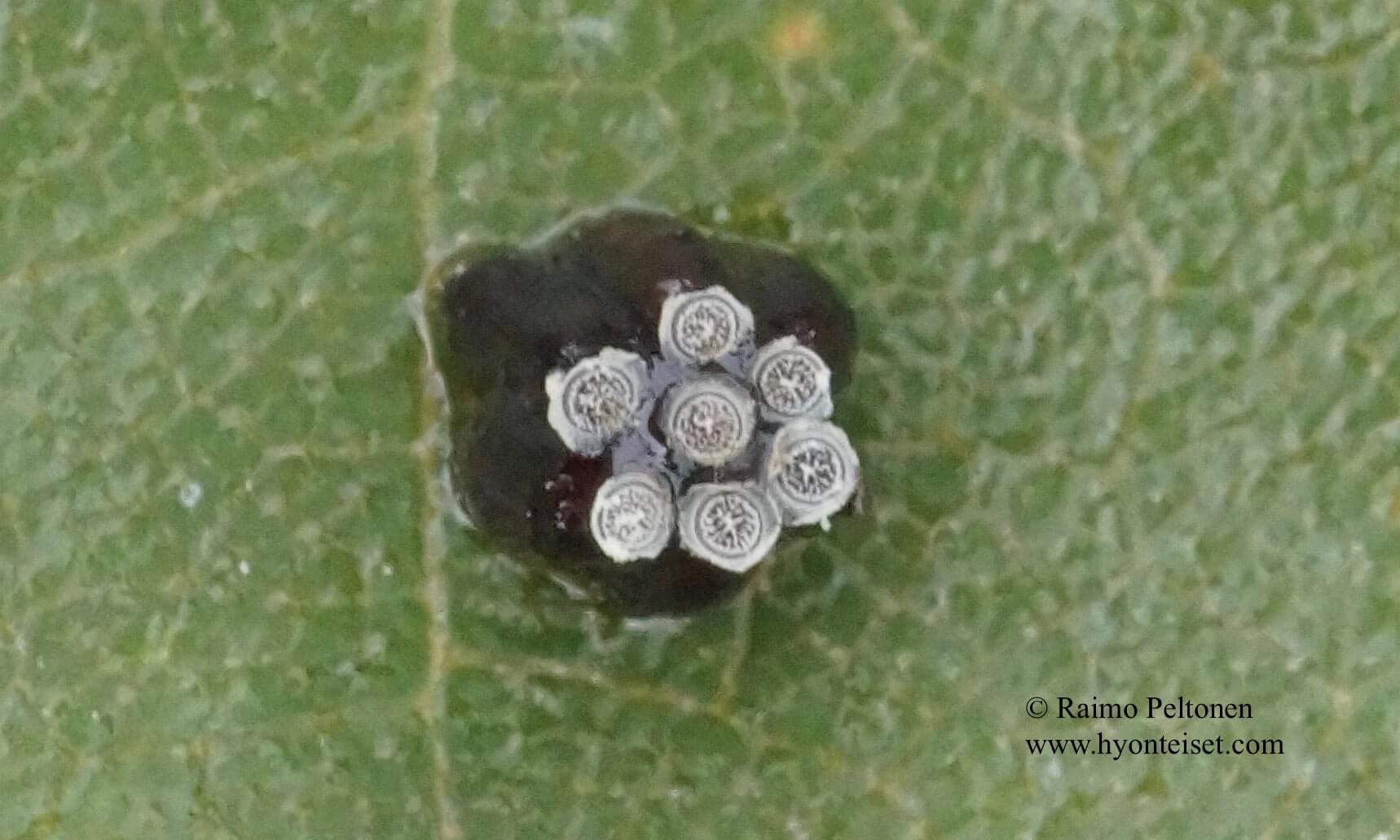 Rhynocoris annulatus 2 – HYÖNTEISKUVASTO