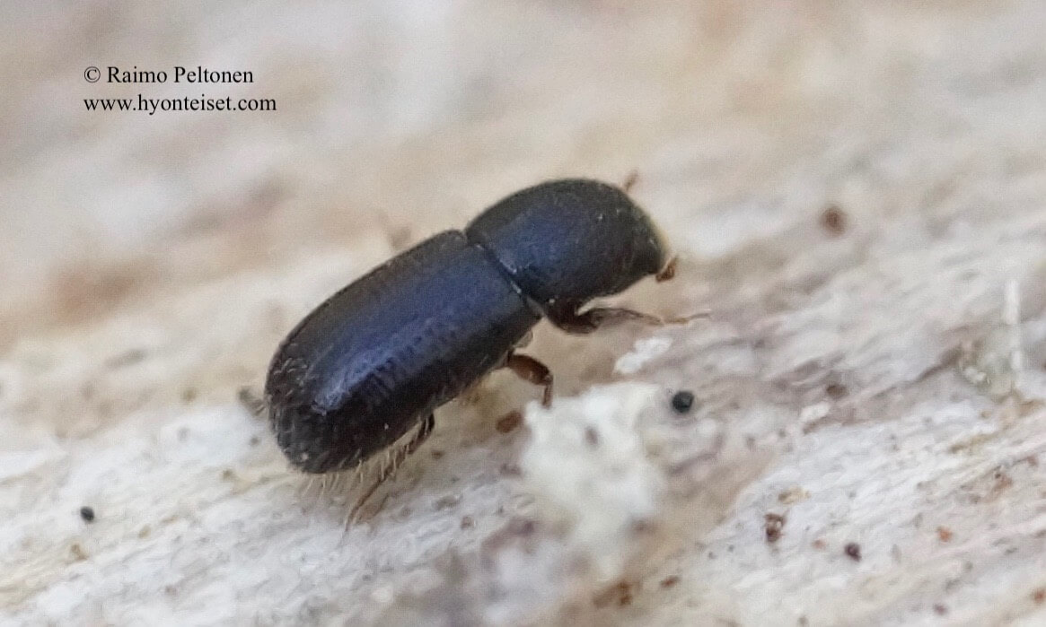 Sulcacis nitidus – HYÖNTEISKUVASTO