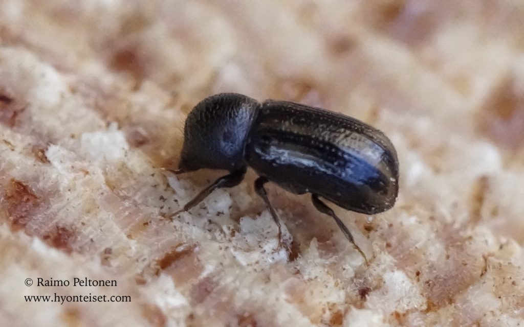 Trypodendron lineatum 1 – HYÖNTEISKUVASTO