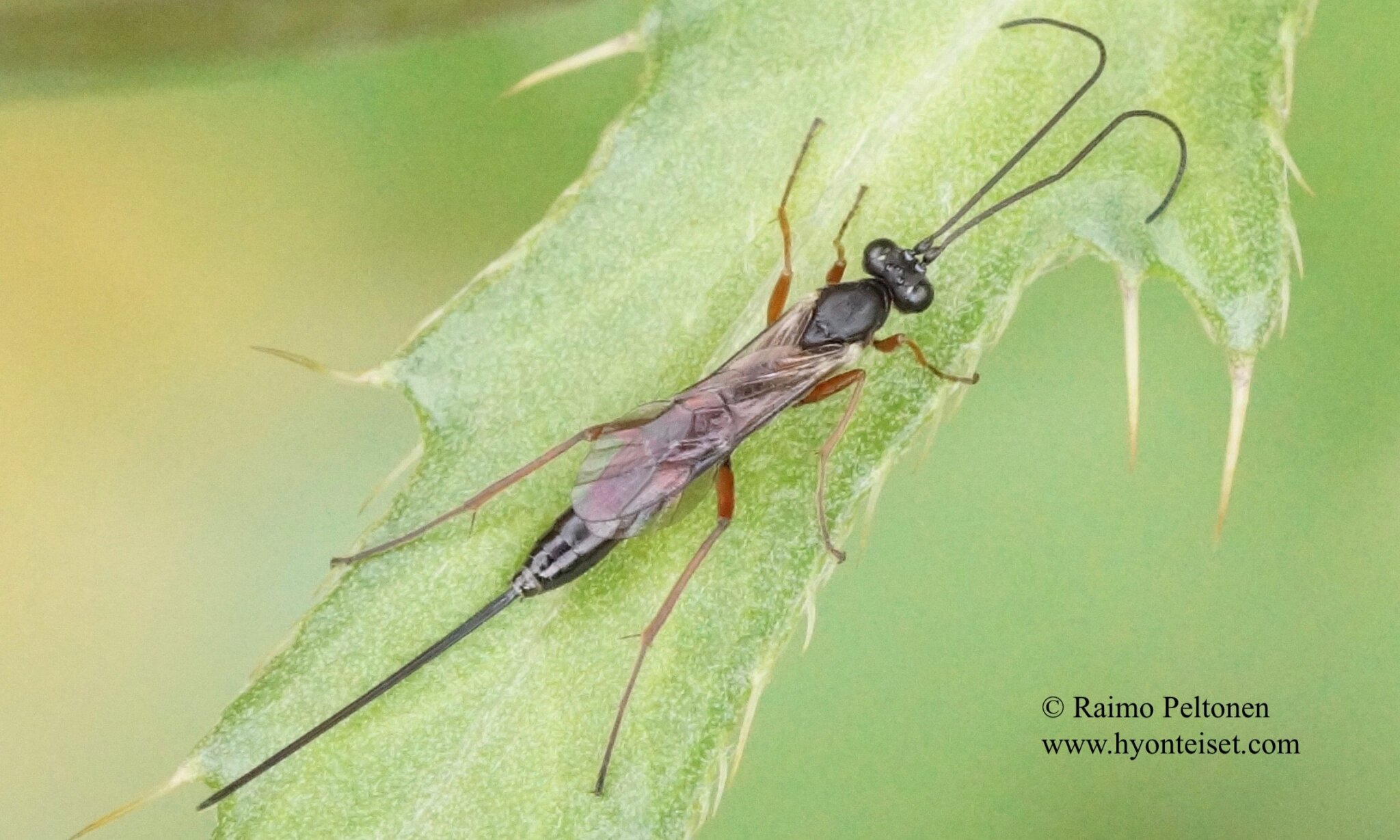 cf. Lissonota sp. 1 – HYÖNTEISKUVASTO